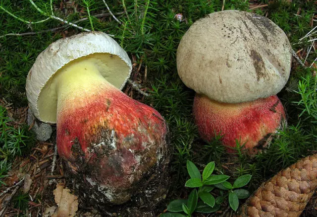 Boletus de raíz: onde medra, comestibilidade, como é, como distinguilo, foto 6069_5