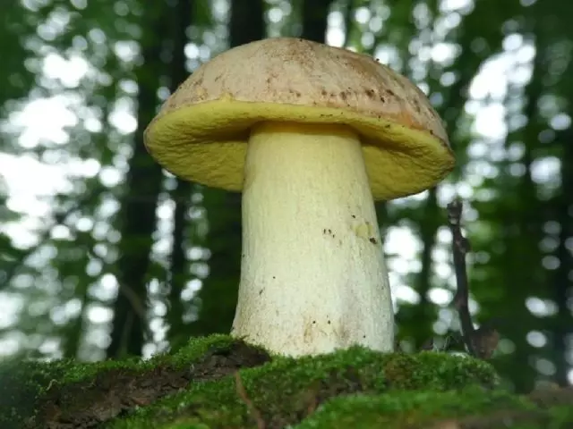 Root boletus: სად იზრდება, საკვები, როგორ გამოიყურება, როგორ განვასხვავოთ იგი, ფოტო 6069_6