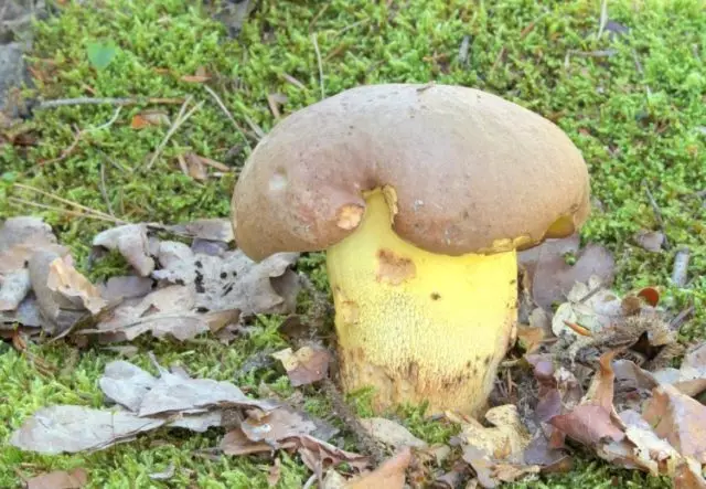 Root boletus: wou et wiisst, Iessbarkeet, wéi et ausgesäit, wéi et z'ënnerscheeden, Foto 6069_7