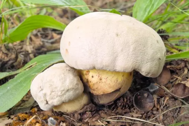 Boletus de raíz: onde medra, comestibilidade, como é, como distinguilo, foto 6069_8