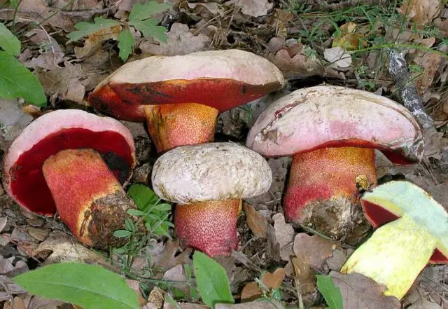 Gülgüne reňkli boletus: görnüşi, nirede ösýändigi, iýmitlenmegi, ony nädip tapawutlandyrmaly, surat 6073_1