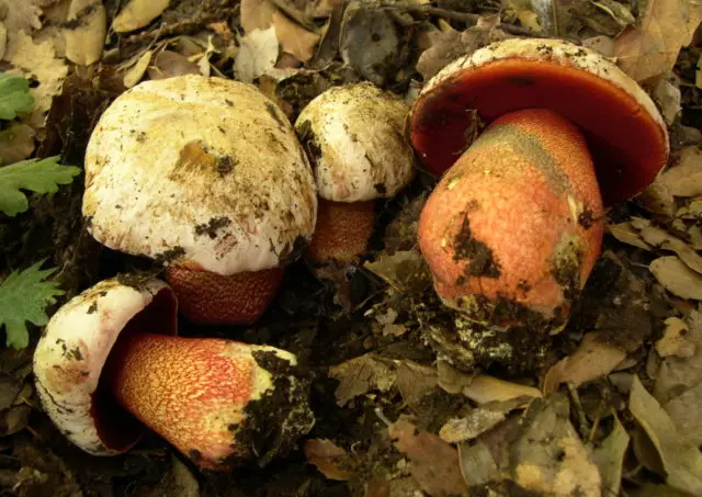 분홍색 피부 boletus : 어떻게 생겼는지, 어디에서 자라는지, 식용성, 구별하는 방법, 사진 6073_2