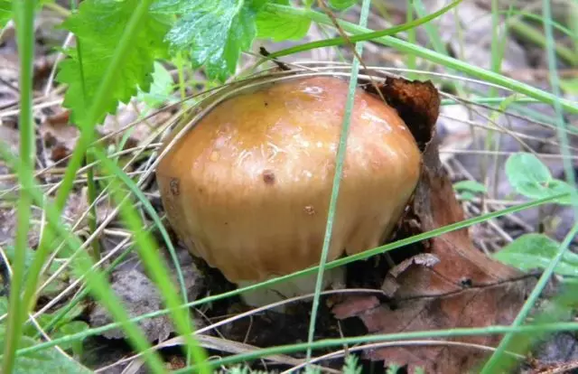 价值：烹饪食谱，如何快速轻松地剥蘑菇 6084_1