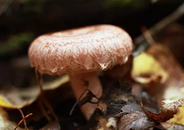 Champignons vagues: photos de champignons faux et réels, similaires, doubles 6097_1