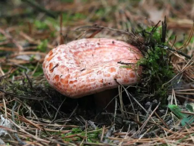 Bølgesvampe: fotos af falske og ægte, lignende svampe, fordobles 6097_10