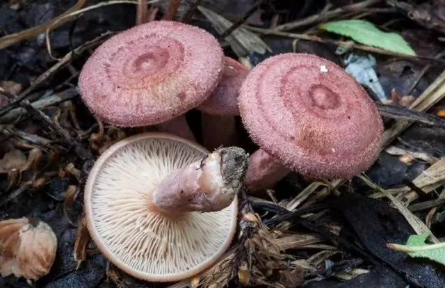 Vlnité huby: fotografie falošných a skutočných, podobných húb, štvorhry 6097_11