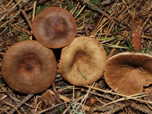 Champignons vagues: photos de champignons faux et réels, similaires, doubles 6097_13