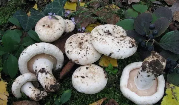 Champignons vagues: photos de champignons faux et réels, similaires, doubles 6097_19