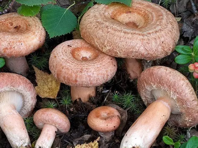 Vlnité huby: fotografie falošných a skutočných, podobných húb, štvorhry 6097_2