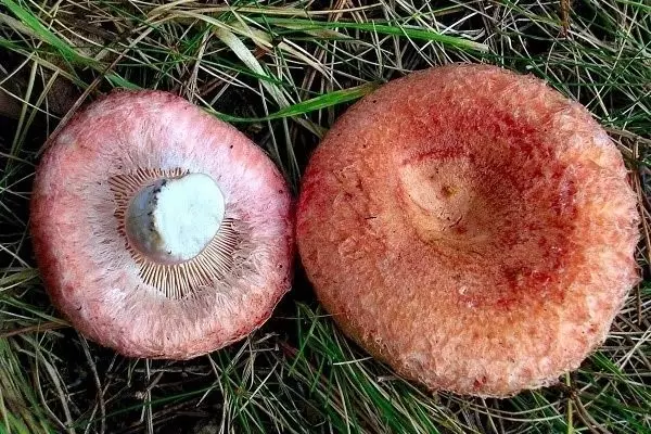 Vlnité huby: fotografie falošných a skutočných, podobných húb, štvorhry 6097_27