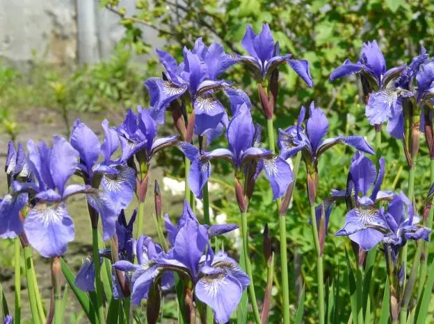 Siberian iris: pikicha uye tsananguro, Red Book, akanakisa, terry mhando 60_1