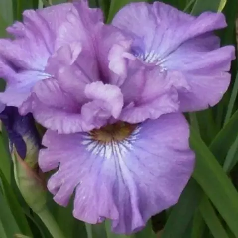 Siberian iris: pikicha uye tsananguro, Red Book, akanakisa, terry mhando 60_10