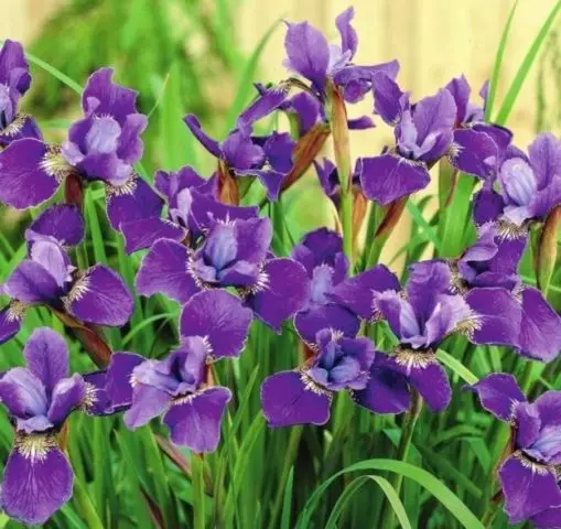 Siberian iris: hoto da bayanin, Red Book, mafi kyau, nau'ikan terry 60_11