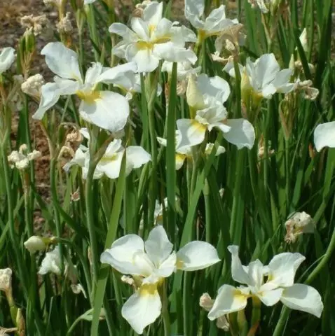 Siberian iris: pikicha uye tsananguro, Red Book, akanakisa, terry mhando 60_13