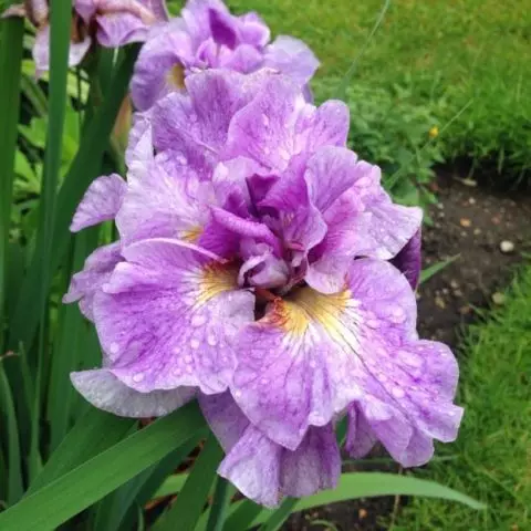 Siberian iris: pikicha uye tsananguro, Red Book, akanakisa, terry mhando 60_14