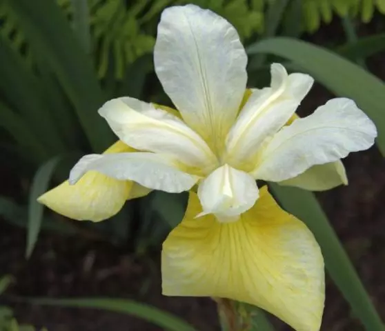 Siberian iris: pikicha uye tsananguro, Red Book, akanakisa, terry mhando 60_15