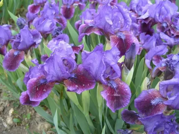 Siberian iris: hoto da bayanin, Red Book, mafi kyau, nau'ikan terry 60_16