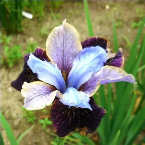 Iris yaseSiberia: ifoto kunye nenkcazo, iNcwadi ebomvu, eyona ilungileyo, iintlobo zeeterry 60_17