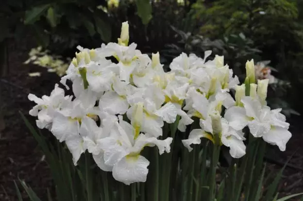 Iris yaseSiberia: ifoto kunye nenkcazo, iNcwadi ebomvu, eyona ilungileyo, iintlobo zeeterry 60_19