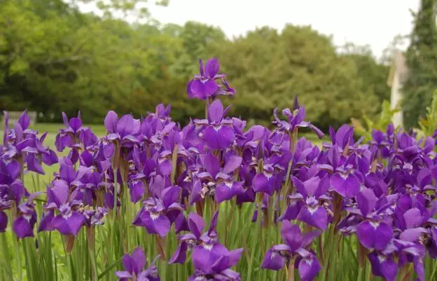 Siberian iris: pikicha uye tsananguro, Red Book, akanakisa, terry mhando 60_2