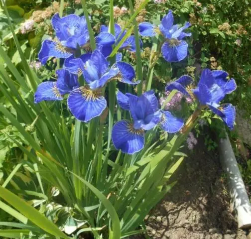 Siberian iris: pikicha uye tsananguro, Red Book, akanakisa, terry mhando 60_20