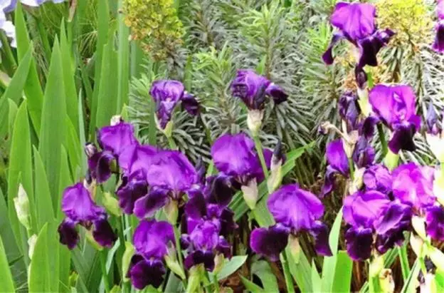 Iris yaseSiberia: isithombe nencazelo, incwadi ebomvu, okungcono kakhulu, izinhlobo zetherry 60_21