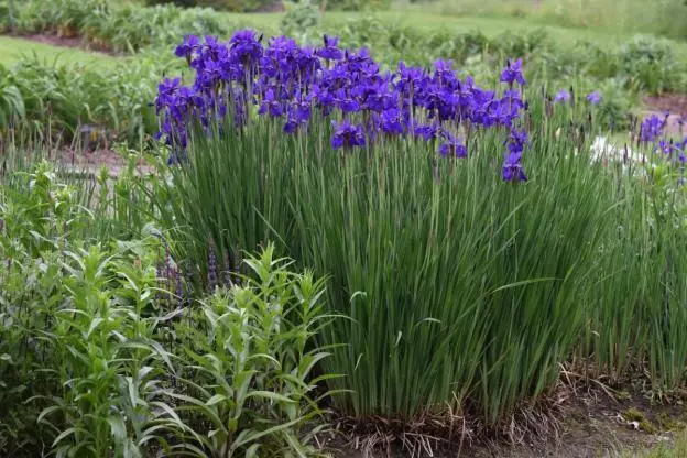 Siberian iris: pikicha uye tsananguro, Red Book, akanakisa, terry mhando 60_22