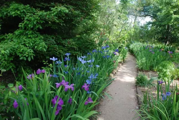 Siberian iris: ljósmynd og lýsing, Red Book, bestu, terry afbrigðin 60_25