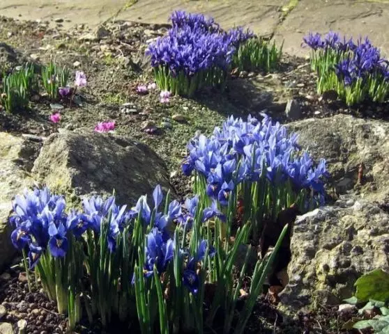 Siberian iris: pikicha uye tsananguro, Red Book, akanakisa, terry mhando 60_26