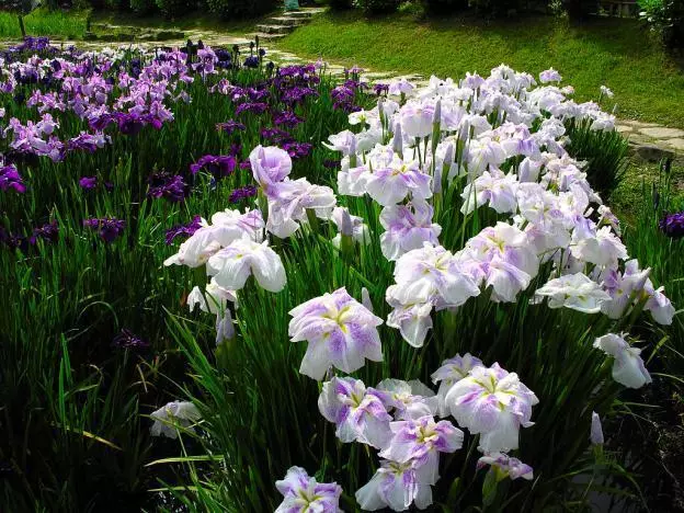 Siberian iris: pikicha uye tsananguro, Red Book, akanakisa, terry mhando 60_29