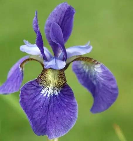 Siberian iris: ljósmynd og lýsing, Red Book, bestu, terry afbrigðin 60_3