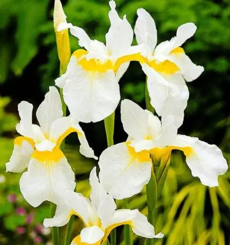 Iris yaseSiberia: isithombe nencazelo, incwadi ebomvu, okungcono kakhulu, izinhlobo zetherry 60_4