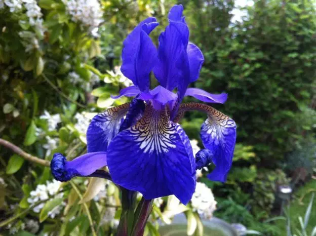 Siberian iris: pikicha uye tsananguro, Red Book, akanakisa, terry mhando 60_47