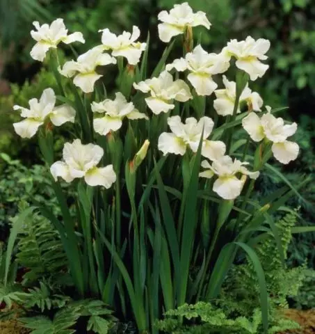 Iris yaseSiberia: isithombe nencazelo, incwadi ebomvu, okungcono kakhulu, izinhlobo zetherry 60_5