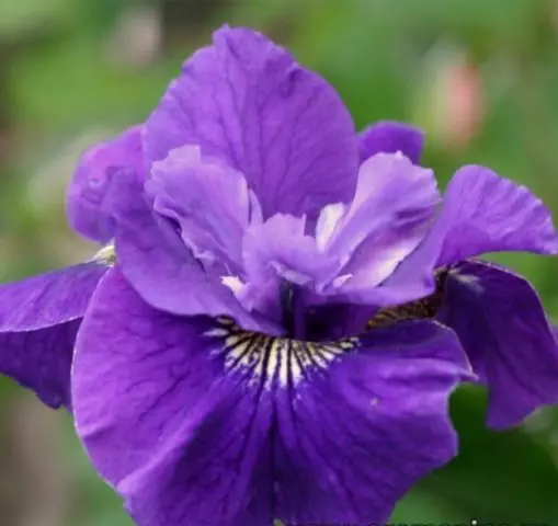 Siberian iris: ljósmynd og lýsing, Red Book, bestu, terry afbrigðin 60_6