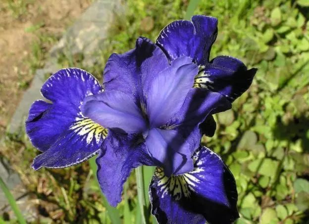 Iris yaseSiberia: ifoto kunye nenkcazo, iNcwadi ebomvu, eyona ilungileyo, iintlobo zeeterry 60_7