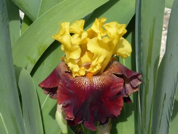 Siberian iris: pikicha uye tsananguro, Red Book, akanakisa, terry mhando 60_8