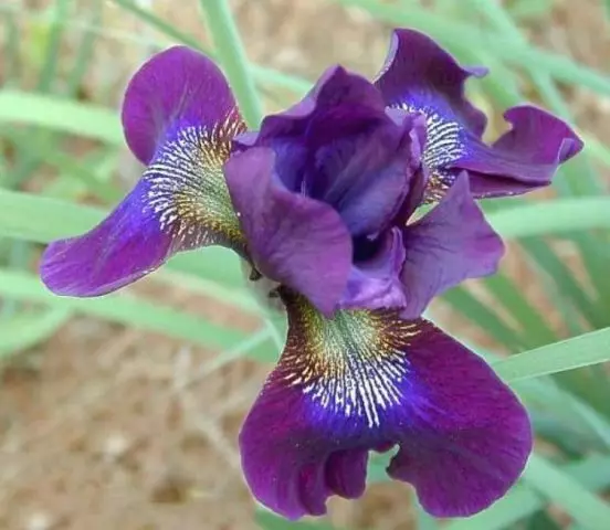 Iris yaseSiberia: isithombe nencazelo, incwadi ebomvu, okungcono kakhulu, izinhlobo zetherry 60_9