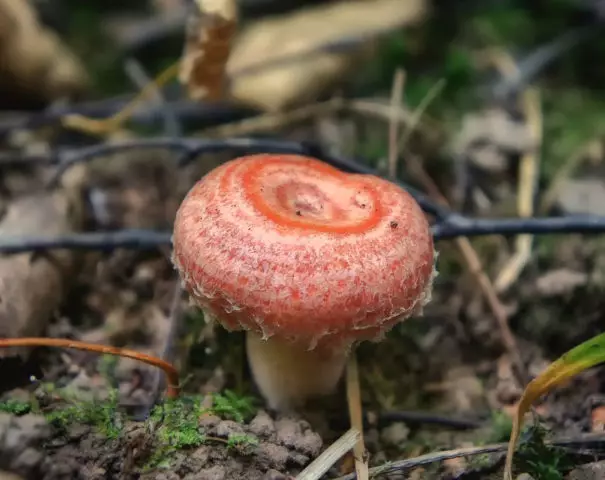 Hvit ulv (hvitvask, Lactarius pubescens): spiselig eller ikke, hvordan de ser ut, hvor de vokser, hvordan man skiller fra falske 6107_1