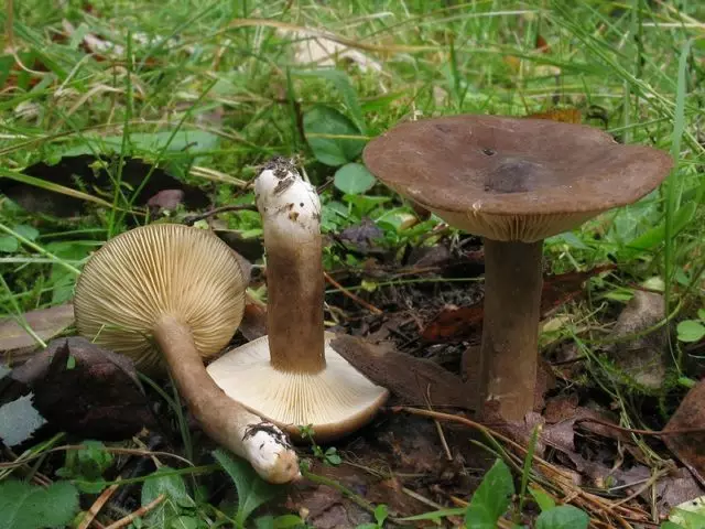 Serigala putih (kapur, Lactarius pubescens): dapat dimakan atau tidak, seperti apa bentuknya, di mana mereka tumbuh, bagaimana membedakannya dari yang palsu 6107_10