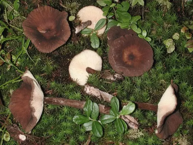 Mac tíre bán (whitewash, Lactarius pubescens): inite nó nach bhfuil, cén chuma atá orthu, cá bhfásann siad, conas idirdhealú a dhéanamh ó bhréagach 6107_11