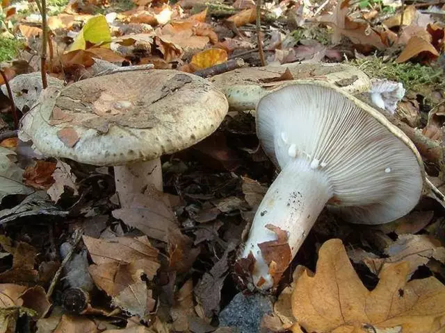 Гург сафед (сафедкунӣ, Lactarius pubescens): хӯрдан мумкин аст ё не, онҳо чӣ гунаанд, дар куҷо мерӯянд, чӣ тавр аз дурӯғ фарқ кардан мумкин аст 6107_15