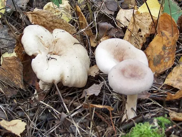 Serigala putih (kapur, Lactarius pubescens): dapat dimakan atau tidak, seperti apa bentuknya, di mana mereka tumbuh, bagaimana membedakannya dari yang palsu 6107_22