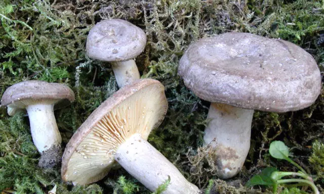 Serigala putih (kapur, Lactarius pubescens): dapat dimakan atau tidak, seperti apa bentuknya, di mana mereka tumbuh, bagaimana membedakannya dari yang palsu 6107_3