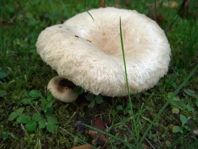 Mac tíre bán (whitewash, Lactarius pubescens): inite nó nach bhfuil, cén chuma atá orthu, cá bhfásann siad, conas idirdhealú a dhéanamh ó bhréagach 6107_4