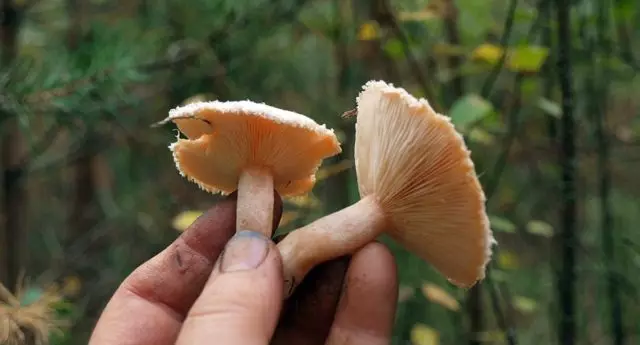 Weißer Wolf (Tünche, Lactarius pubescens): essbar oder nicht, wie sie aussehen, wo sie wachsen, wie man sie von falsch unterscheidet 6107_7