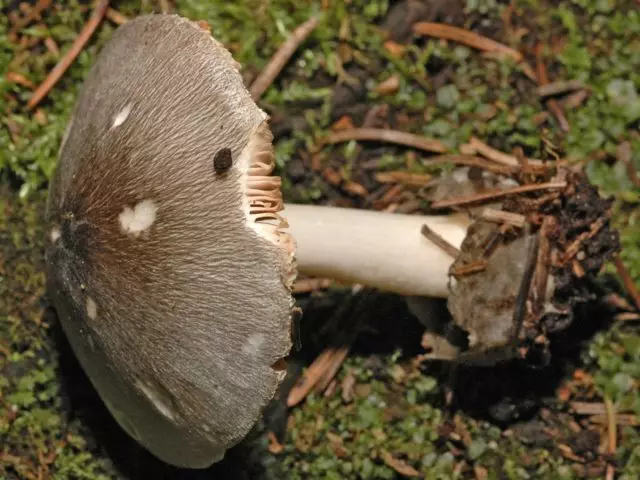 Pasożytnik Volvariella: jadalność, jak odróżnić, jak wygląda, gdzie rośnie, zdjęcie 6113_2