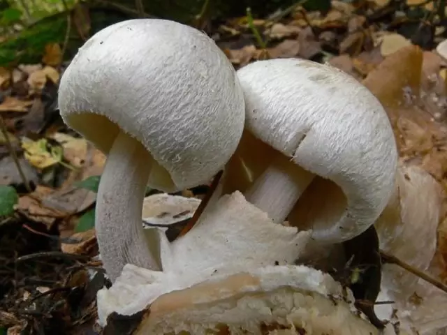 Volvariella parasite: makaon, kung giunsa mailhan kung unsa kini tan-awon, kung diin kini motubo, litrato 6113_4