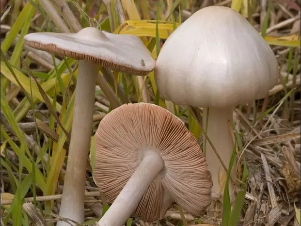 Volvariella mukoza kapo: kiel ĝi aspektas, ĉu eblas manĝi, kie ĝi kreskas, reguloj pri kolekto, foto 6115_1