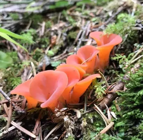 Hepinia helvelloid (Guepinia helvelloid, Guepinia helvelloides): cómo se ve, dónde y cómo crece, comestible o no 6130_1